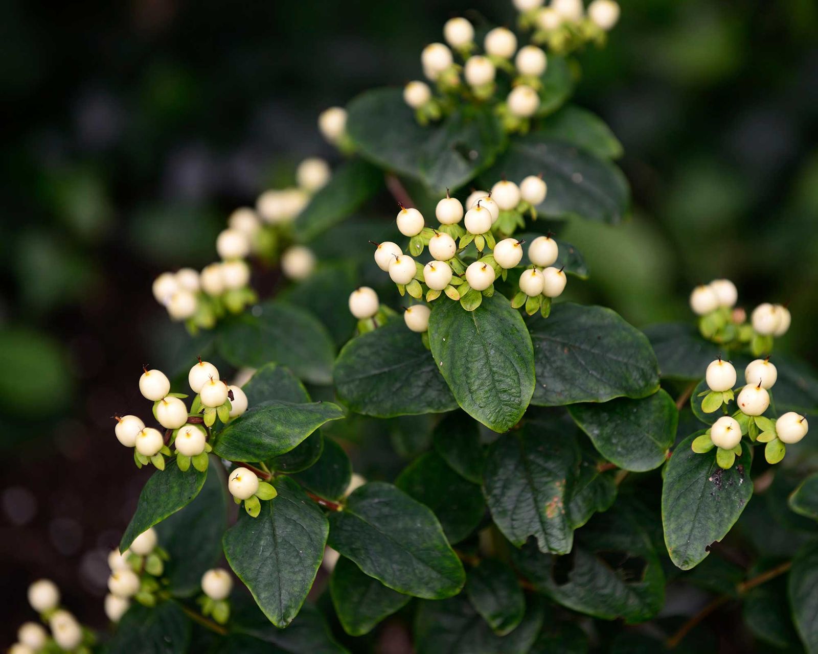 Shrubs with berries: 15 of the best varieties | Gardeningetc