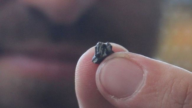 Ancient platypus-like fossil could rewrite the history of egg-laying ...