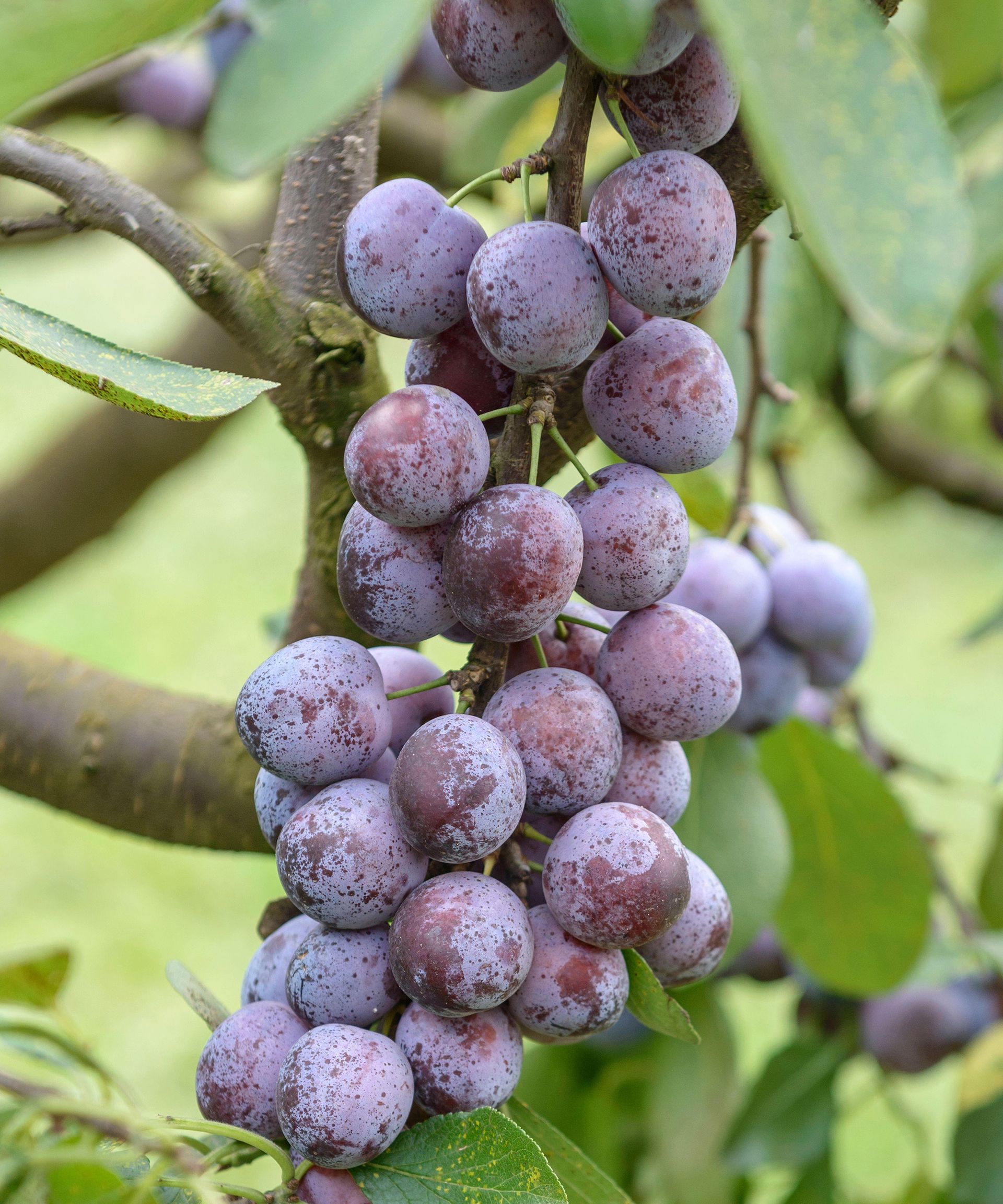 Best fruit trees: 24 varieties for tasty homegrown crops | Gardeningetc