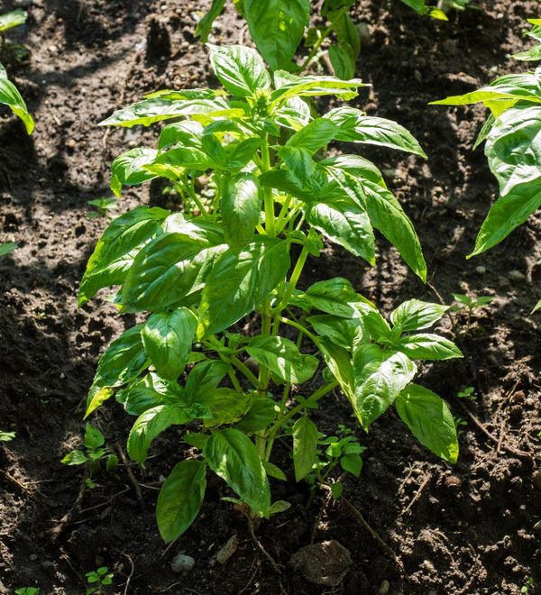Tips & Information about Basil | Gardening Know How