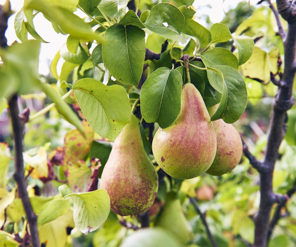 How to grow a pear tree from seed in 7 simple steps | Homes and Gardens