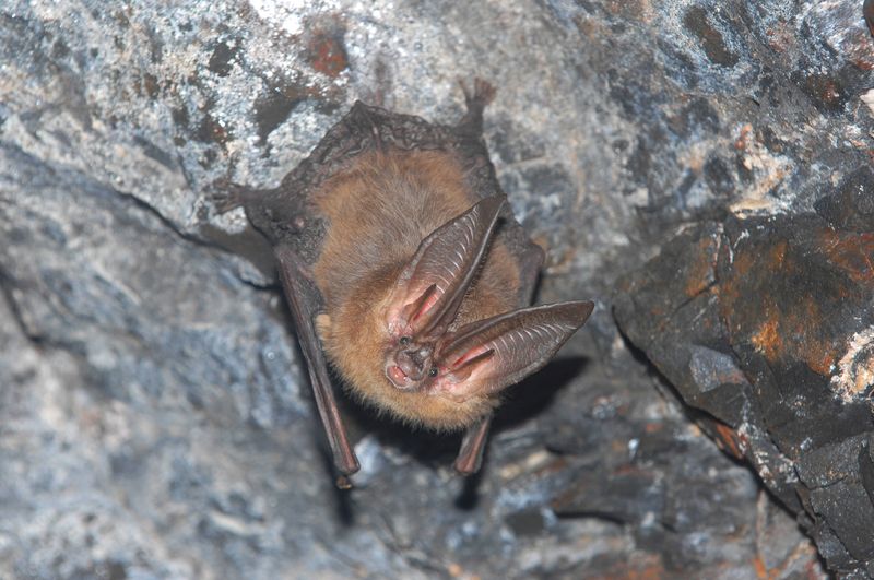 Flying Mammals: Gallery of Spooky Bats | Live Science