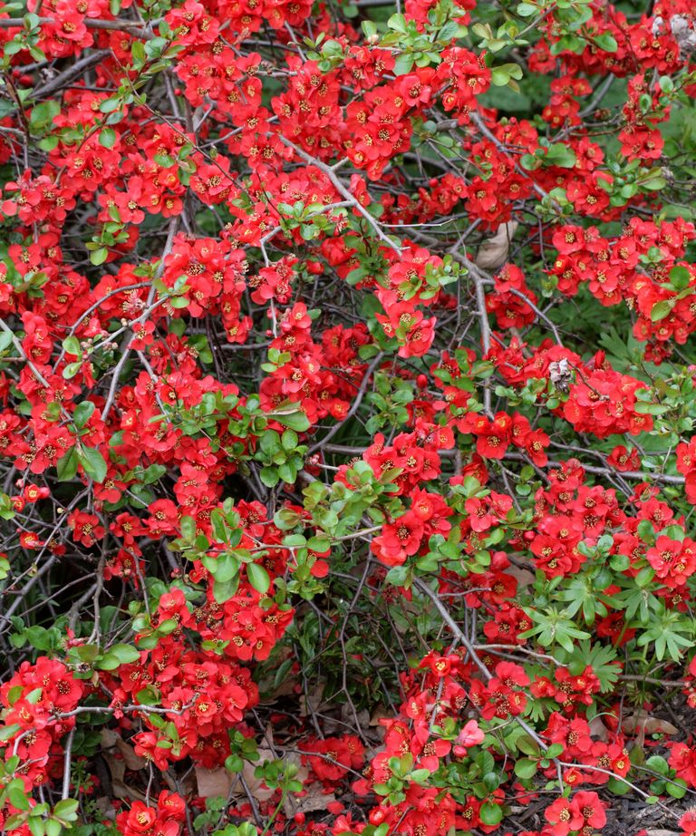 How and when to prune flowering quince for the best displays | Homes ...