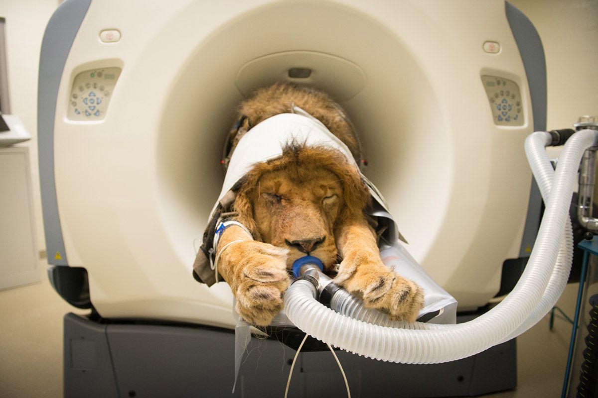 Here's a Lion Getting a CAT Scan | Live Science