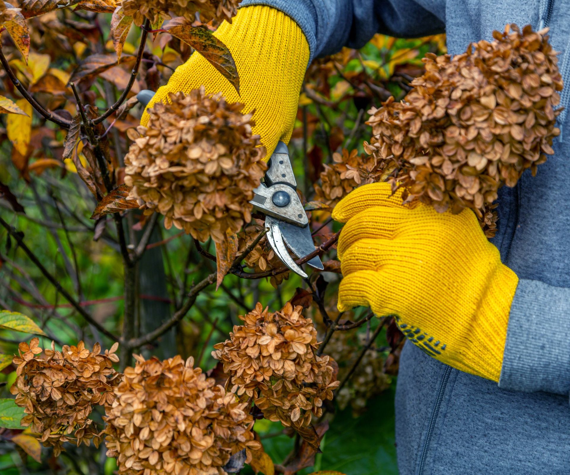 When to prune panicle hydrangeas - expert trimming tips | Homes and Gardens
