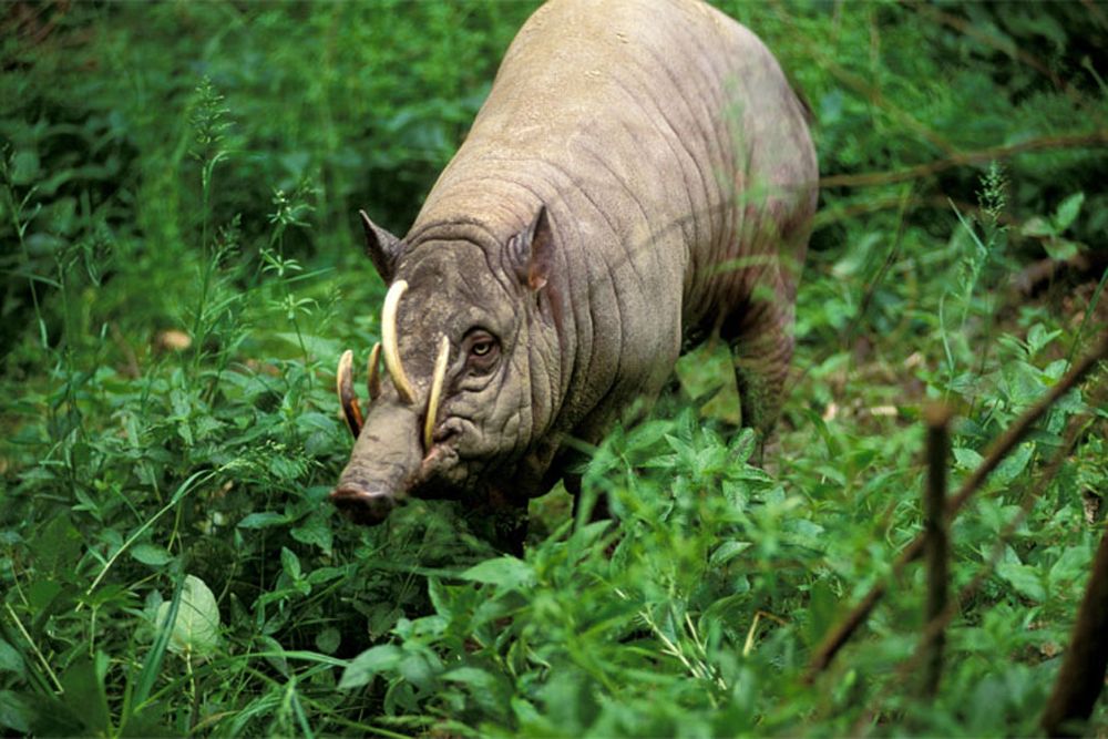What the Heck?! Images of Evolution's Extreme Oddities | Live Science