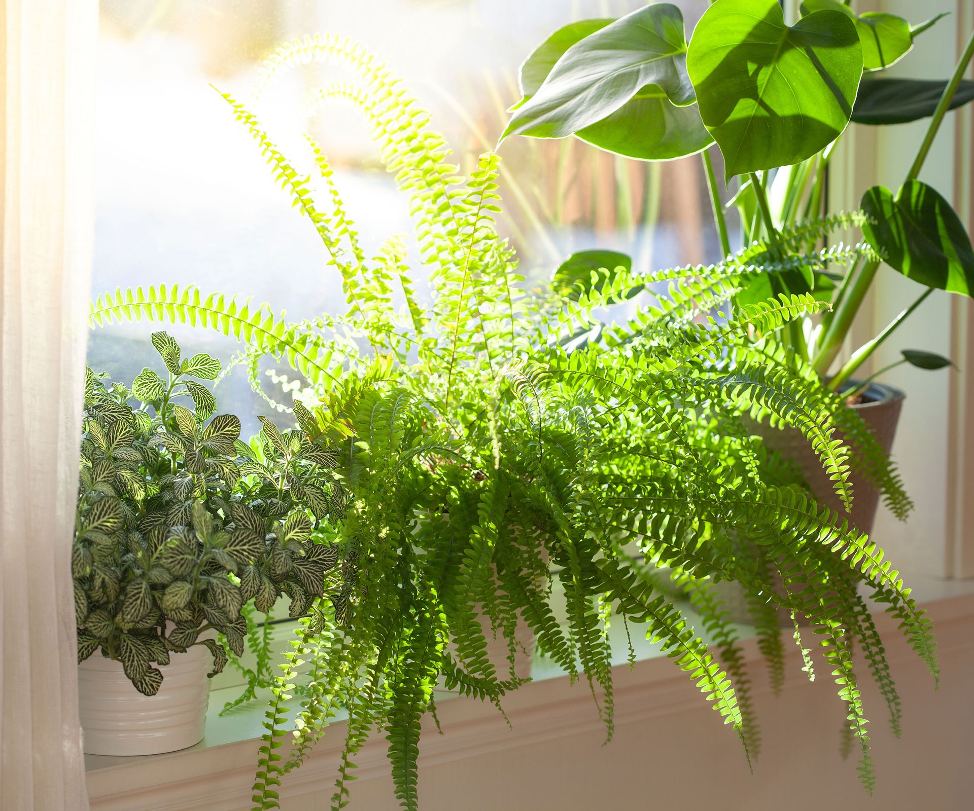Overwinter Boston Fern Plants To Keep Them Safe From Cold | Gardening ...