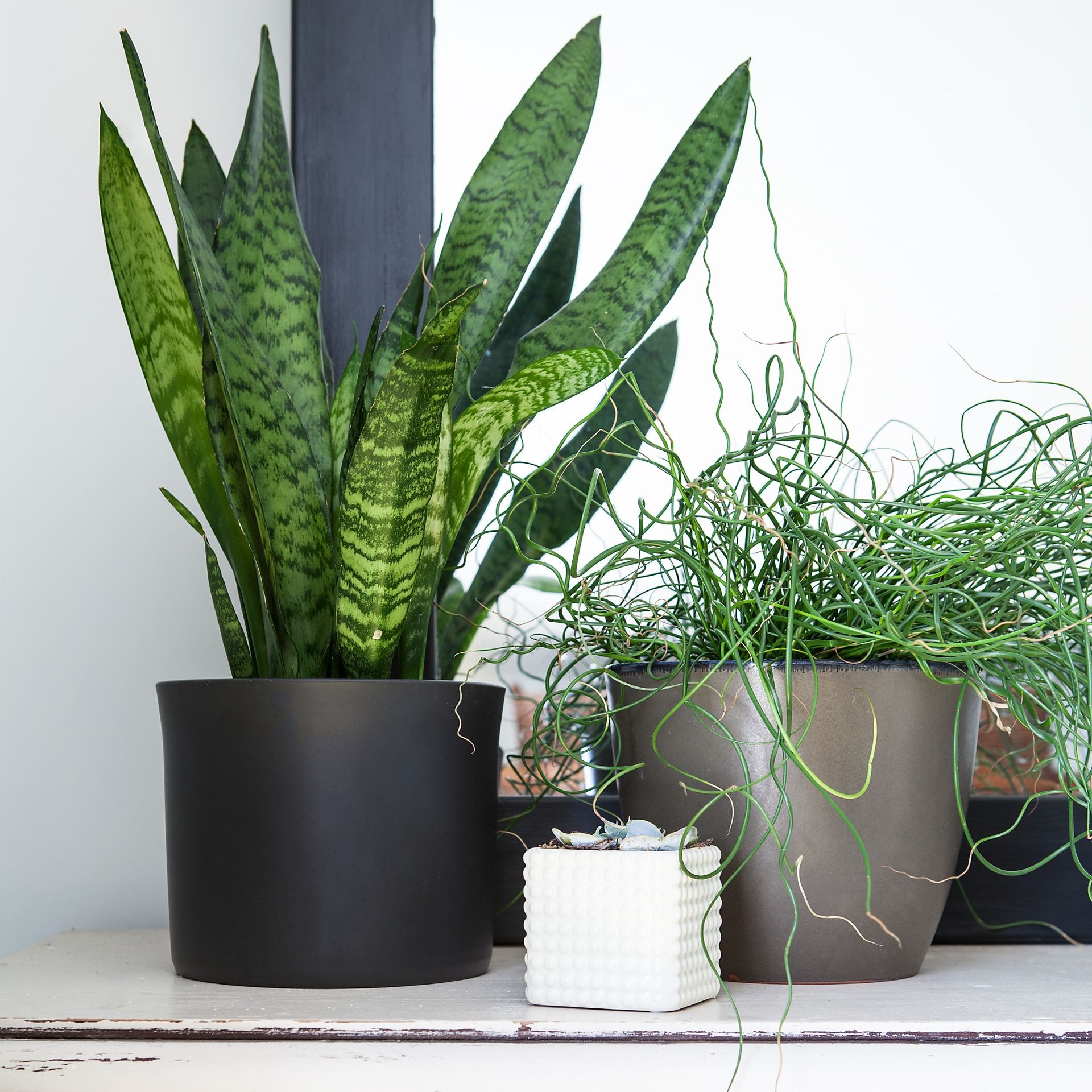 RHS Urban Show - the new houseplant-focused addition to the line-up ...