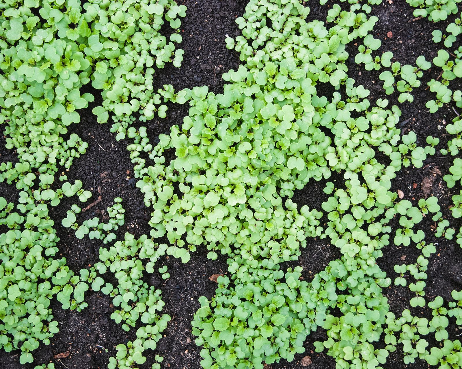 5 Budget-Friendly Ways To Reinvigorate Garden Soil | Gardening Know How