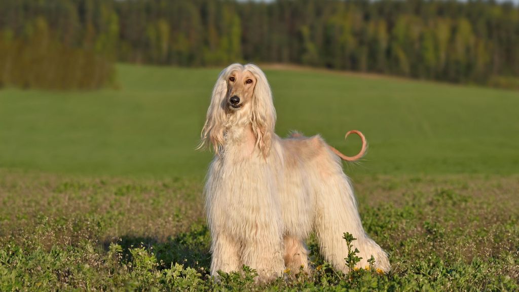 Sighthounds: What they are and the different types | PetsRadar