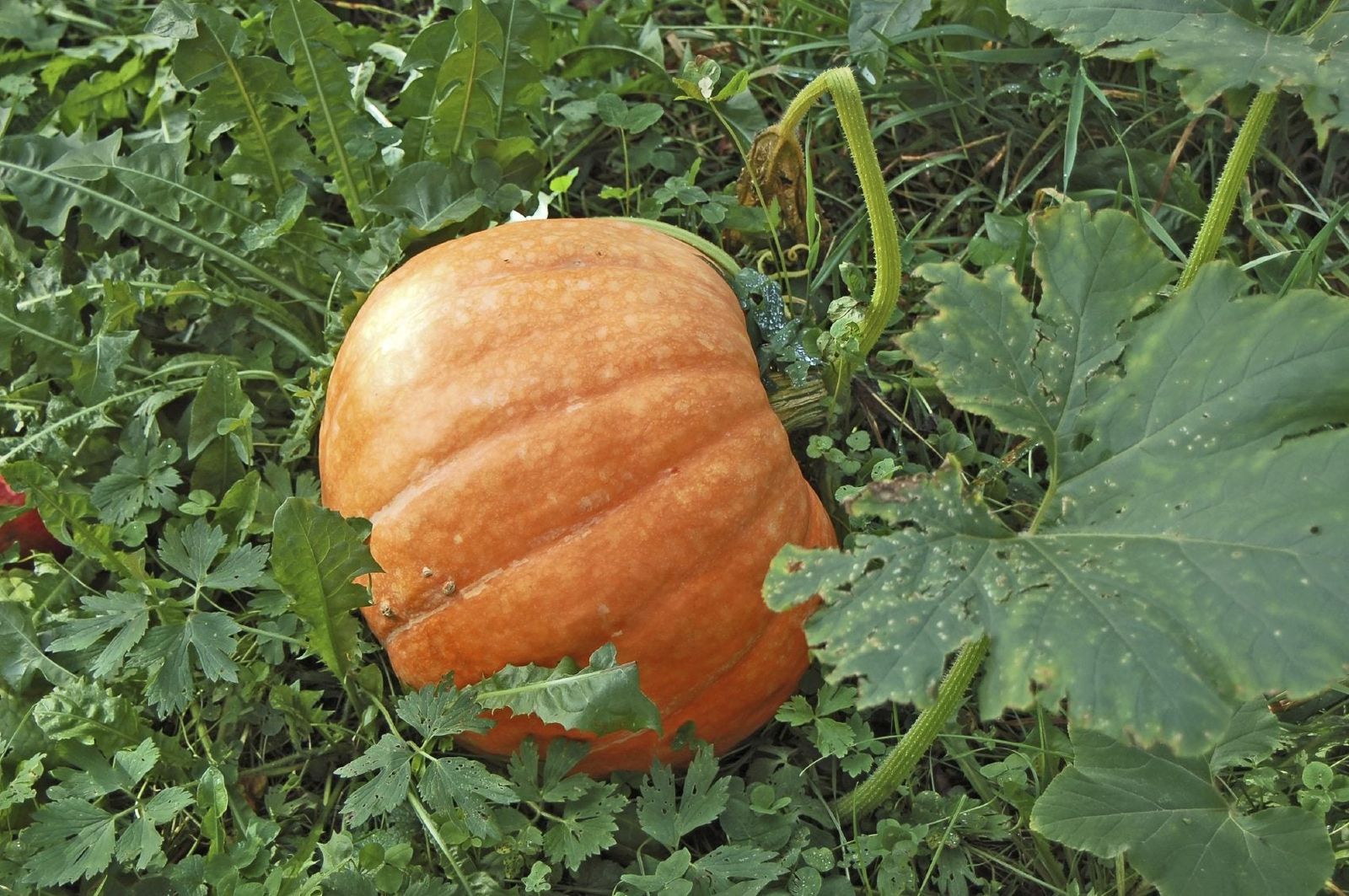 Pumpkin Insect Problems: Learn About Common Bugs On Pumpkin Plants ...