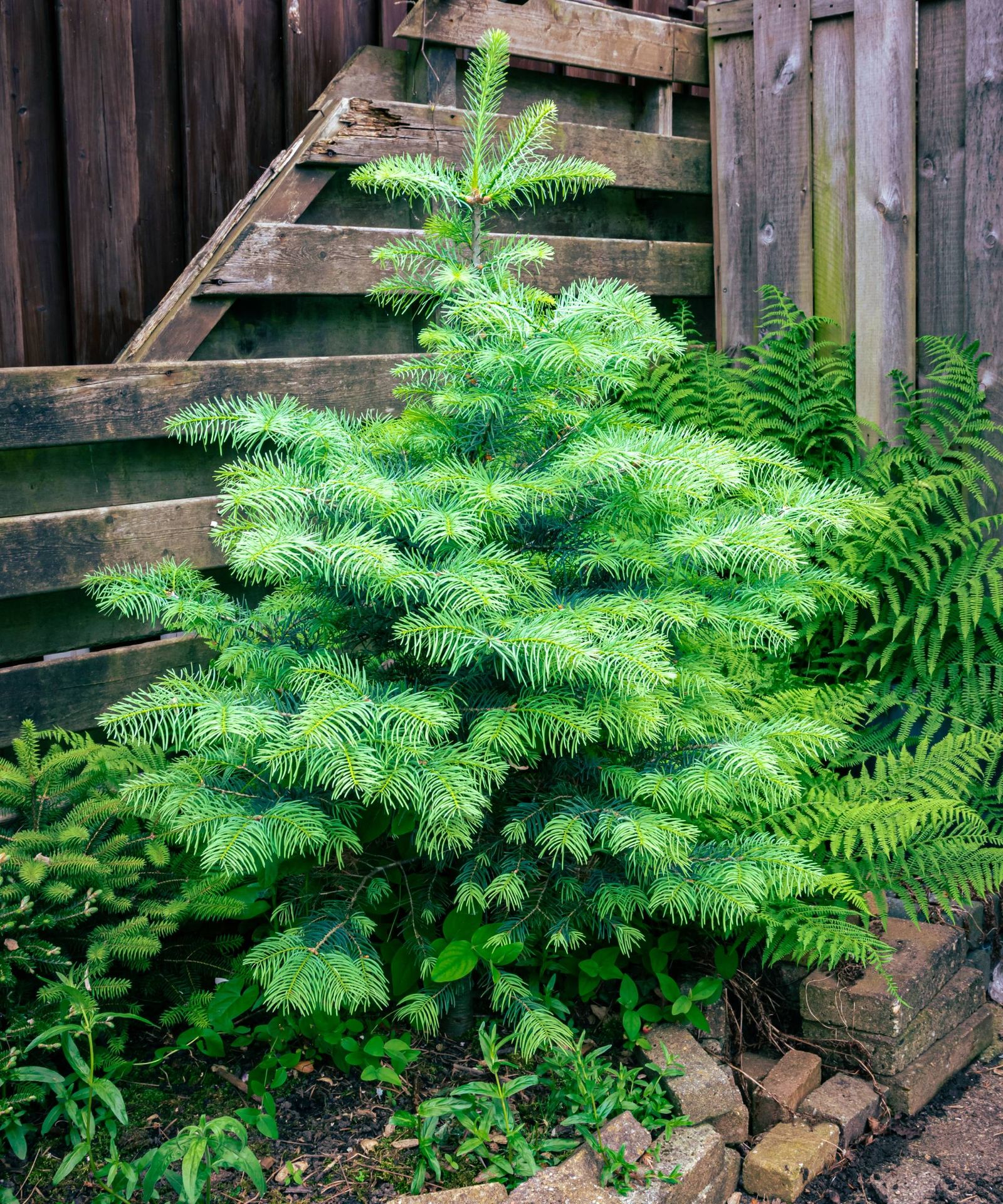 4 Best Types of Fir Trees for Four-Season Beauty | Gardening Know How