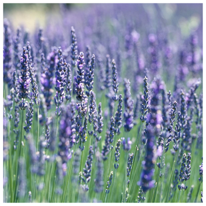 How to Winterize Lavender in 3 Simple Steps | Livingetc