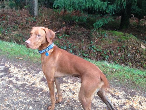 The dog who ate a stuffed crocodile, and other incredible stories from ...