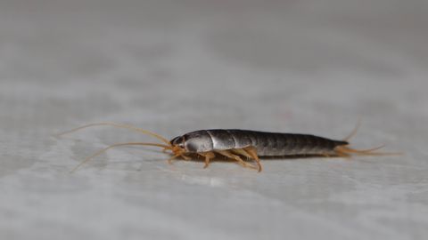 How to get rid of silverfish in your home | Tom's Guide