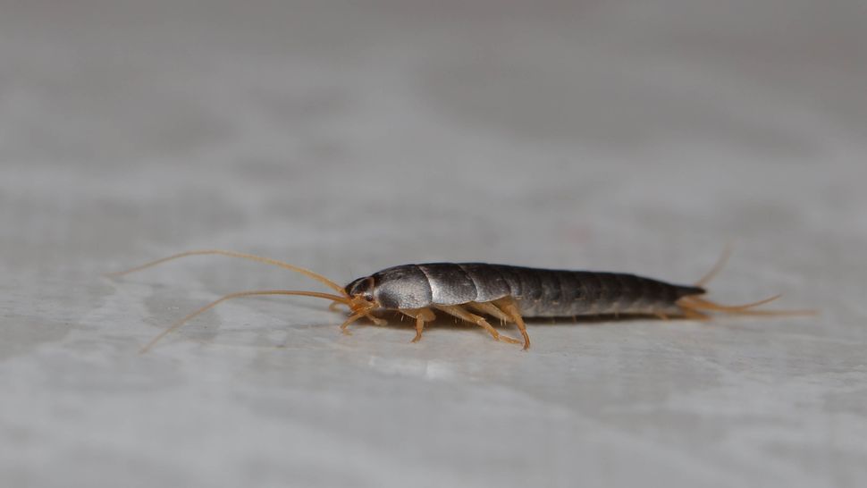 How to get rid of silverfish in your home | Tom's Guide