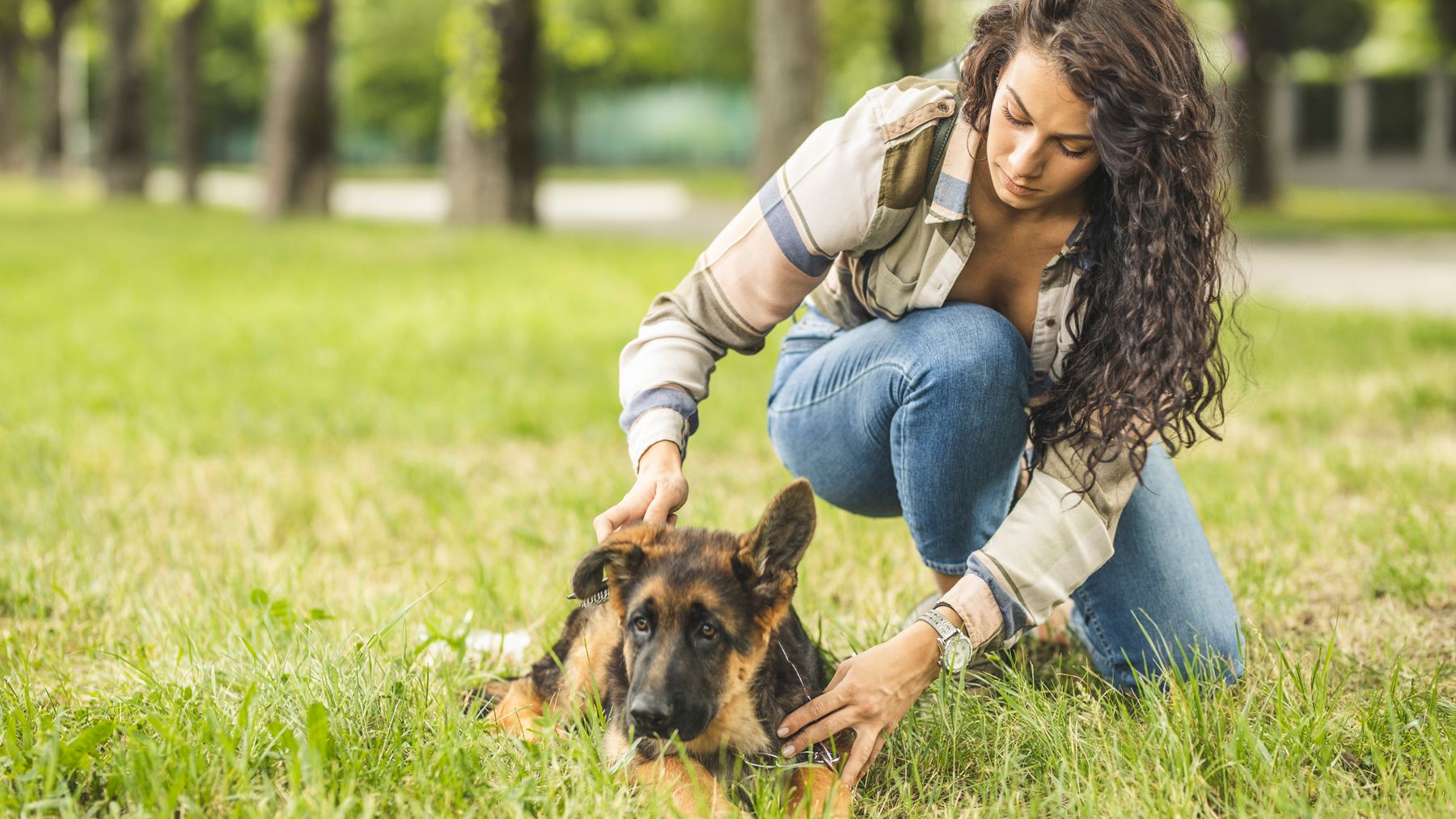 What is desensitization for dogs? | PetsRadar