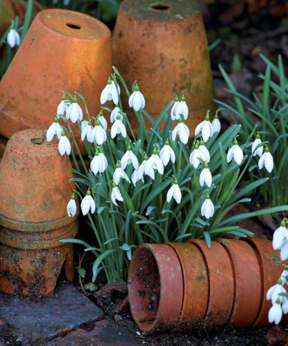 Best rabbit repellent plants: 10 plants to protect your yard | Homes ...