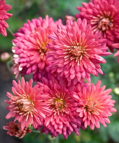 8 Long-Lasting Cut Flowers You Can Grow In The Garden | Gardening Know How