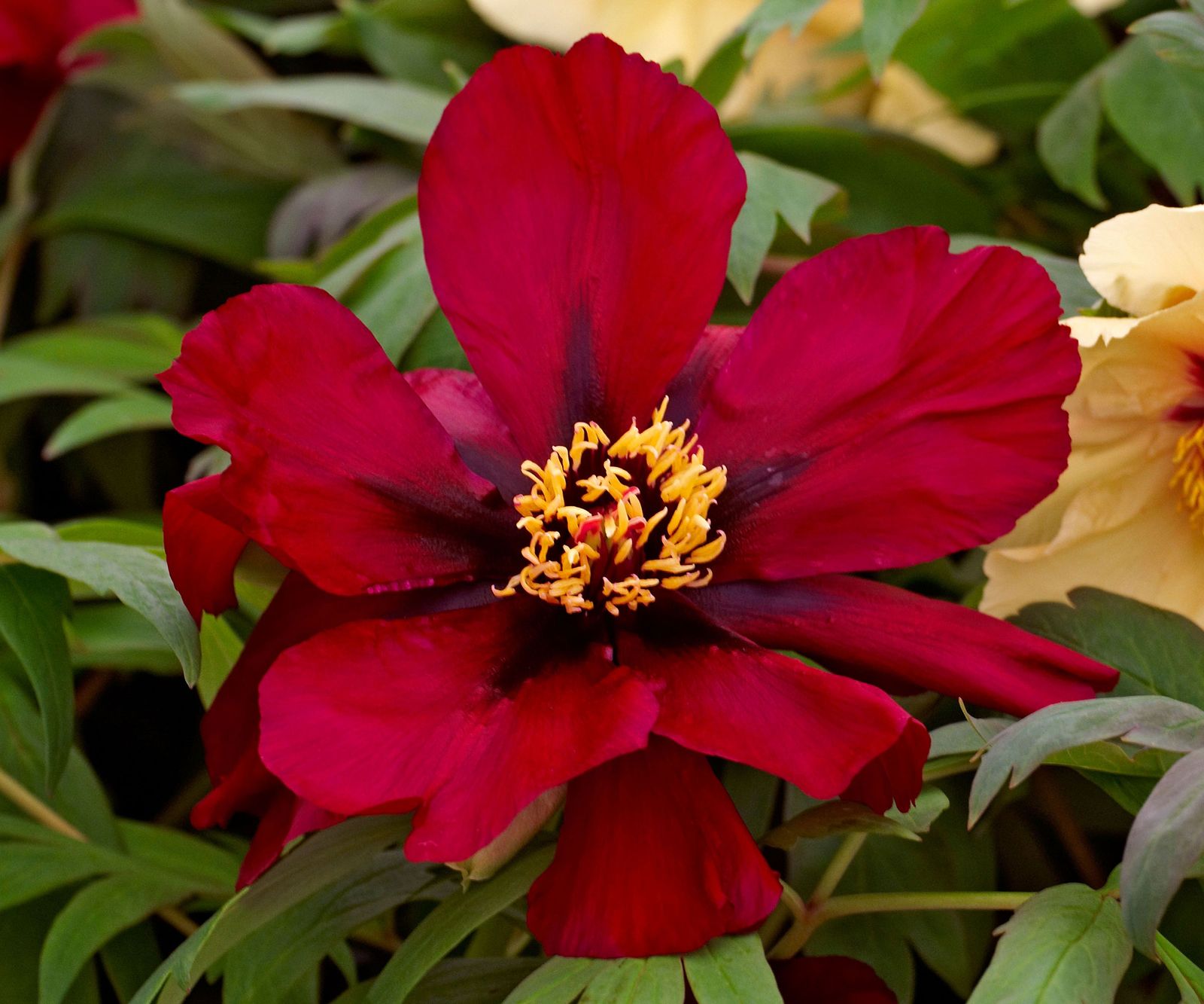 8 Moody Maroon Flowers To Grow In Your Garden | Gardening Know How