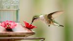 How to grow a hummingbird tree: an unusual flowering tree | Homes and ...