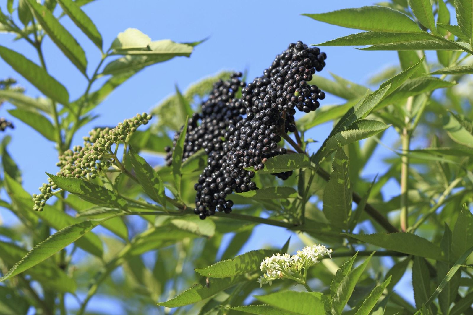 Elderberry Types - What Are Some Common Varieties Of Elderberries ...