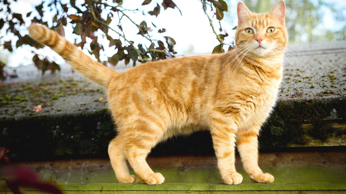 American Shorthair cat: Breed profile and information | PetsRadar