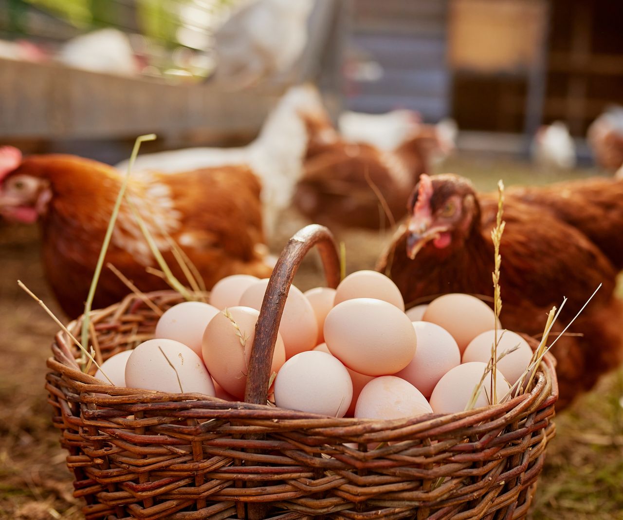 How to keep chickens safe from garden predators | Homes and Gardens