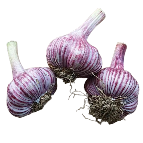 When to plant garlic - experts reveal the best time | Ideal Home