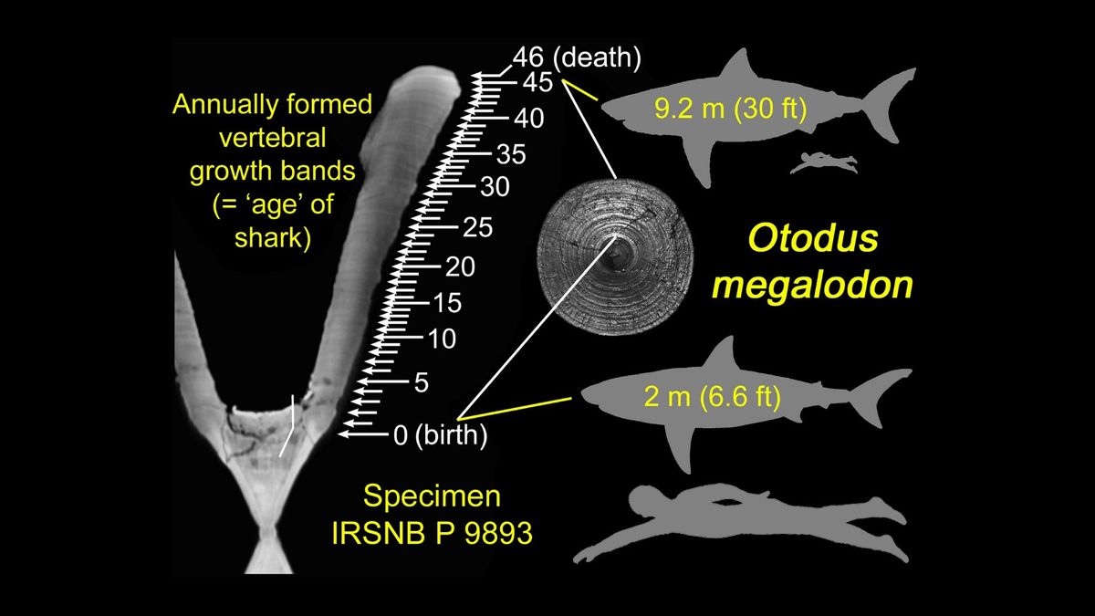 Megalodon shark mamas had human-size cannibal babies | Live Science