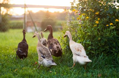 Free farms to visit with the kids in the UK | GoodtoKnow