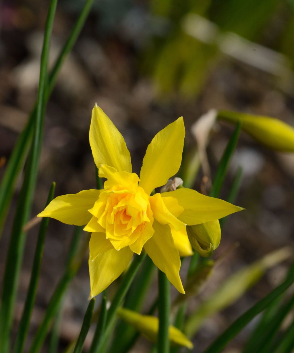 When to fertilize daffodils and the best feeds to use | Homes and Gardens