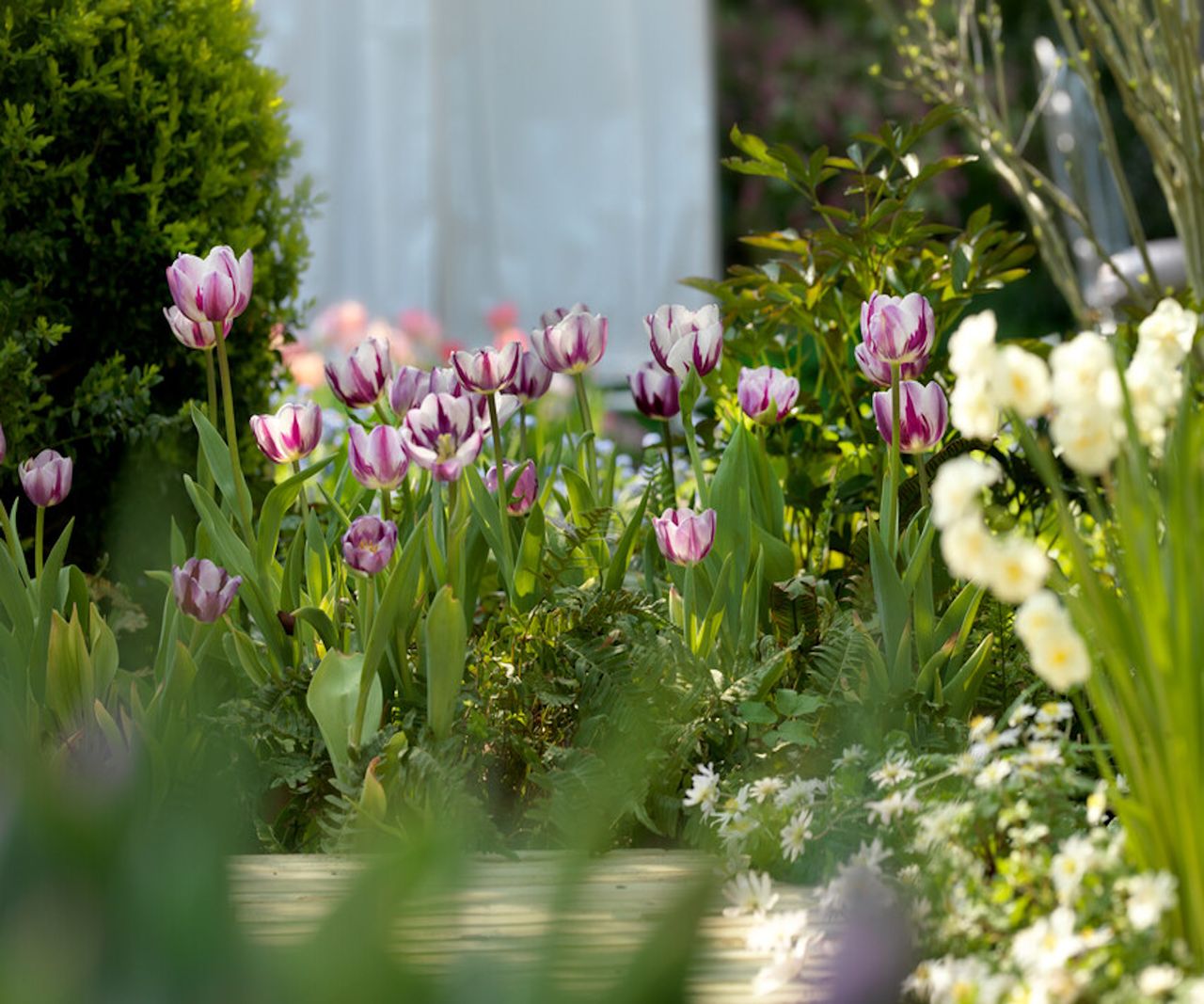 7 of the most popular tulip types explained | Homes and Gardens