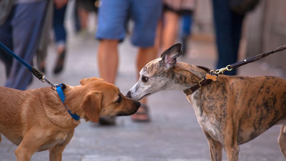 How to help an anxious dog with 20 ways to build confidence | PetsRadar
