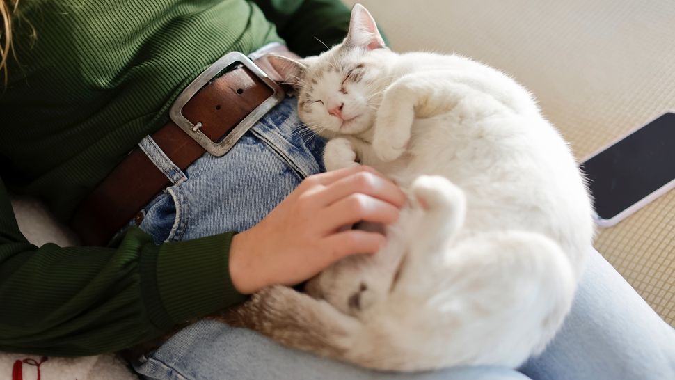 32 of the sweetest ways cats show affection | PetsRadar