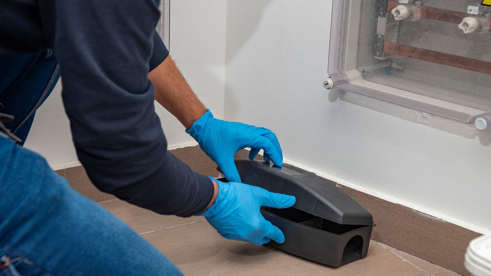How to get rid of mice in your home — 5 proven steps | Tom's Guide