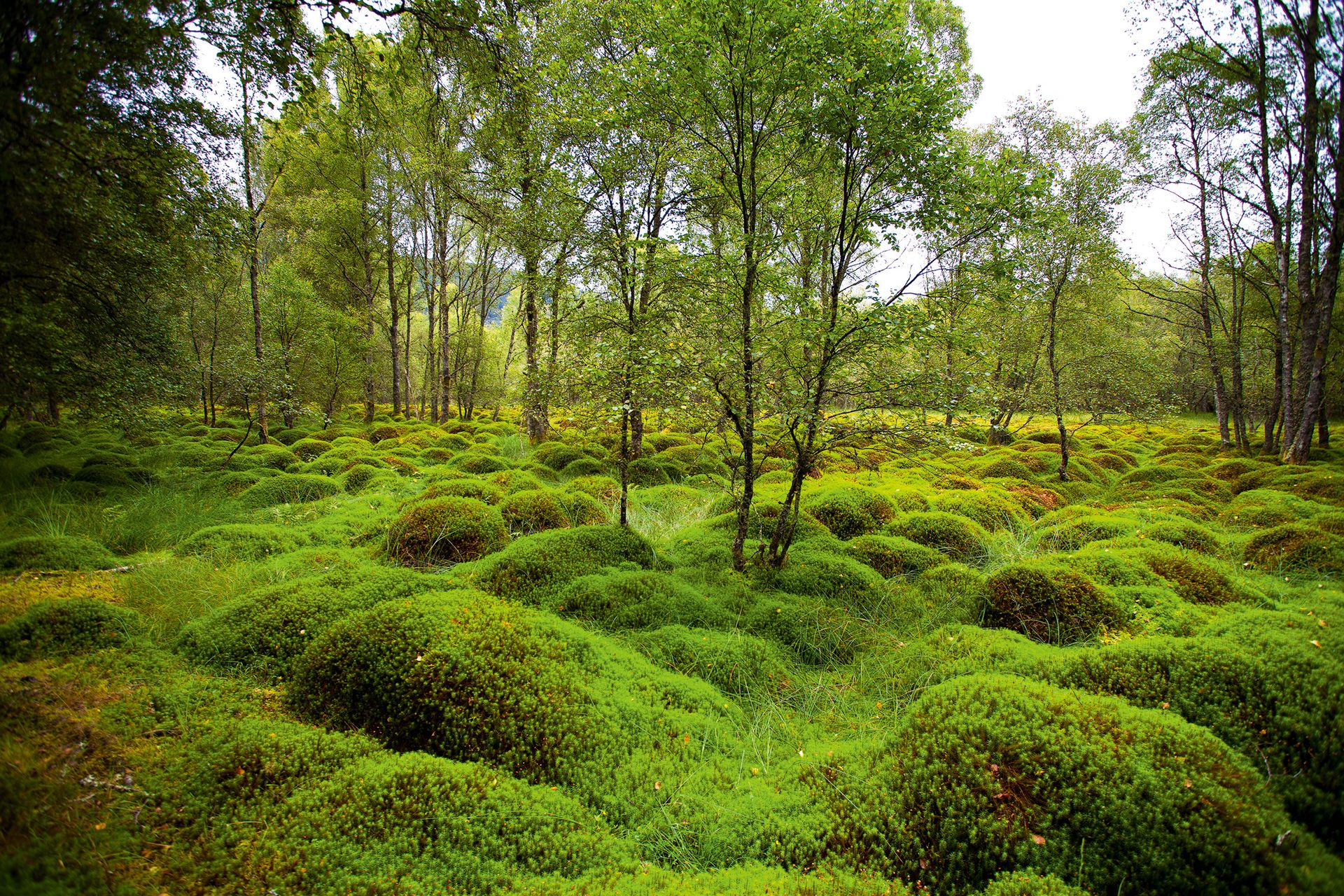 The Bogs of Britain, from 'godforsaken wasteland full of dangers' to ...