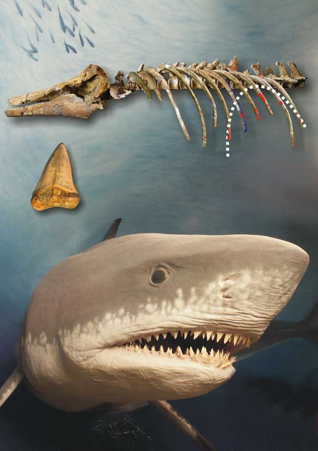 Ancient Nursery of Giant, Extinct Sharks Found | Live Science