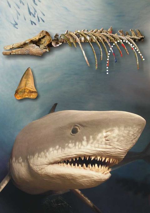 Ancient Nursery of Giant, Extinct Sharks Found | Live Science
