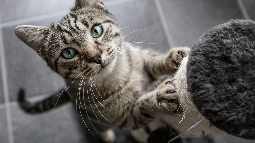 Is it cruel to keep a cat indoors? Vet shares her opinion | PetsRadar