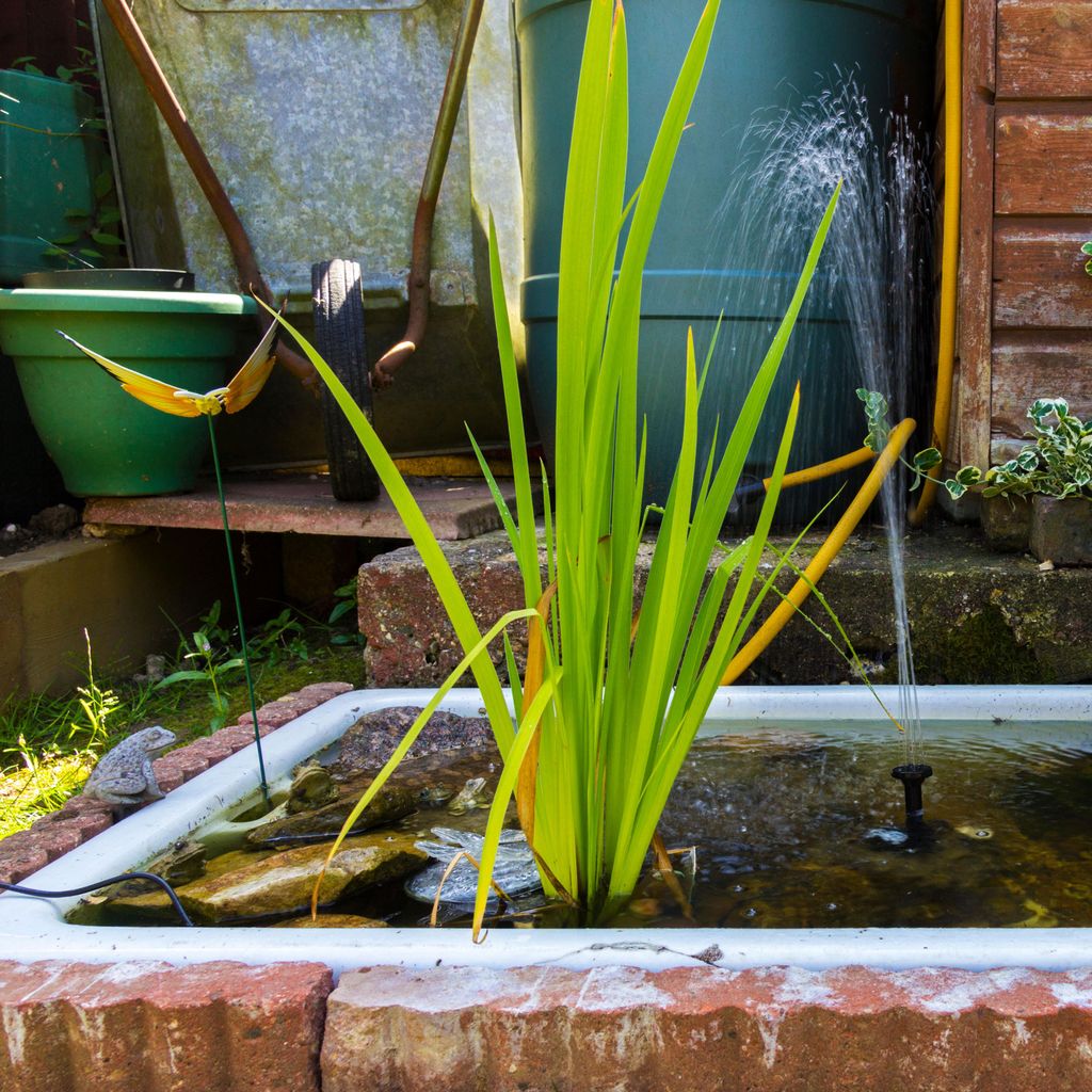 I built a mini pond in a bucket – here's why you should too | Ideal Home
