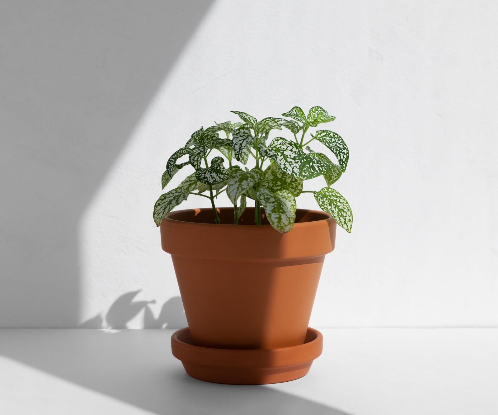 Fittonia care guide: 5 expert tips to keep them bright | Homes and Gardens