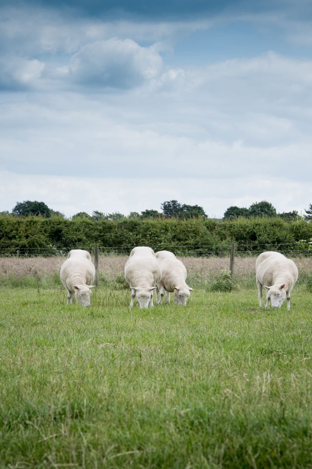 Dolly the Sheep's Clone 'Sisters' Are Healthy in Old Age | Live Science