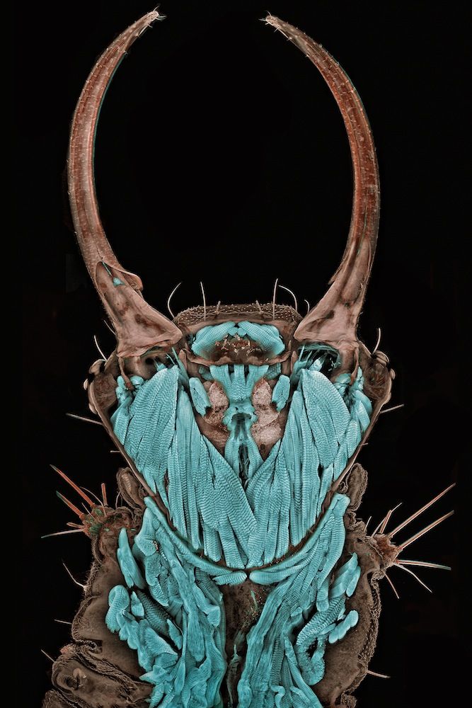 Tiny Grandeur: Stunning Photos of the Very Small | Live Science