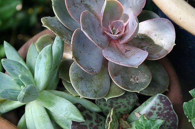 Fun Plants To Grow As Houseplants | Gardening Know How