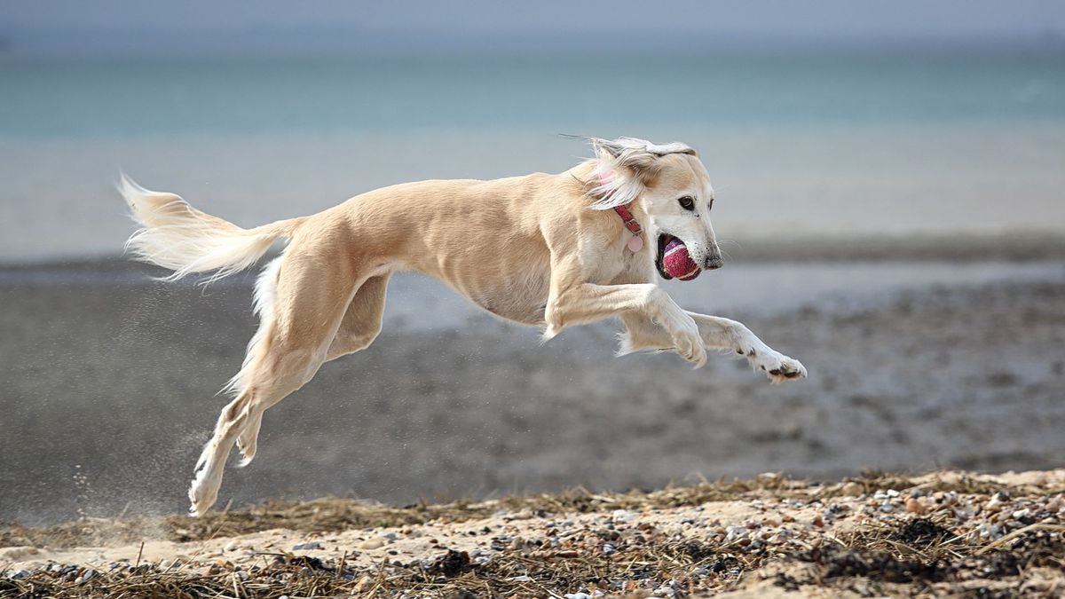 Hound dog breeds: 19 varieties and breed information | PetsRadar