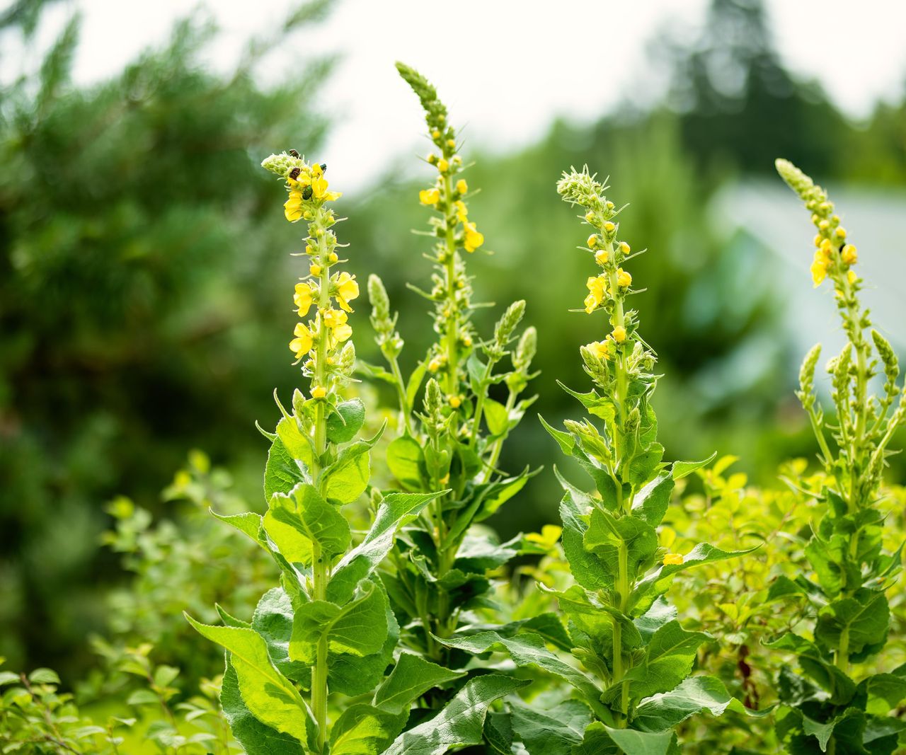 How to grow common mullein: simple steps for endless summer color ...