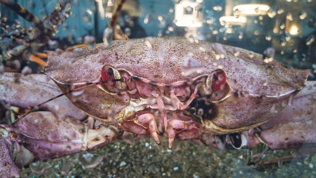More than 10 billion snow crabs starved to death off the coast of Alaska. But why? | Live Science