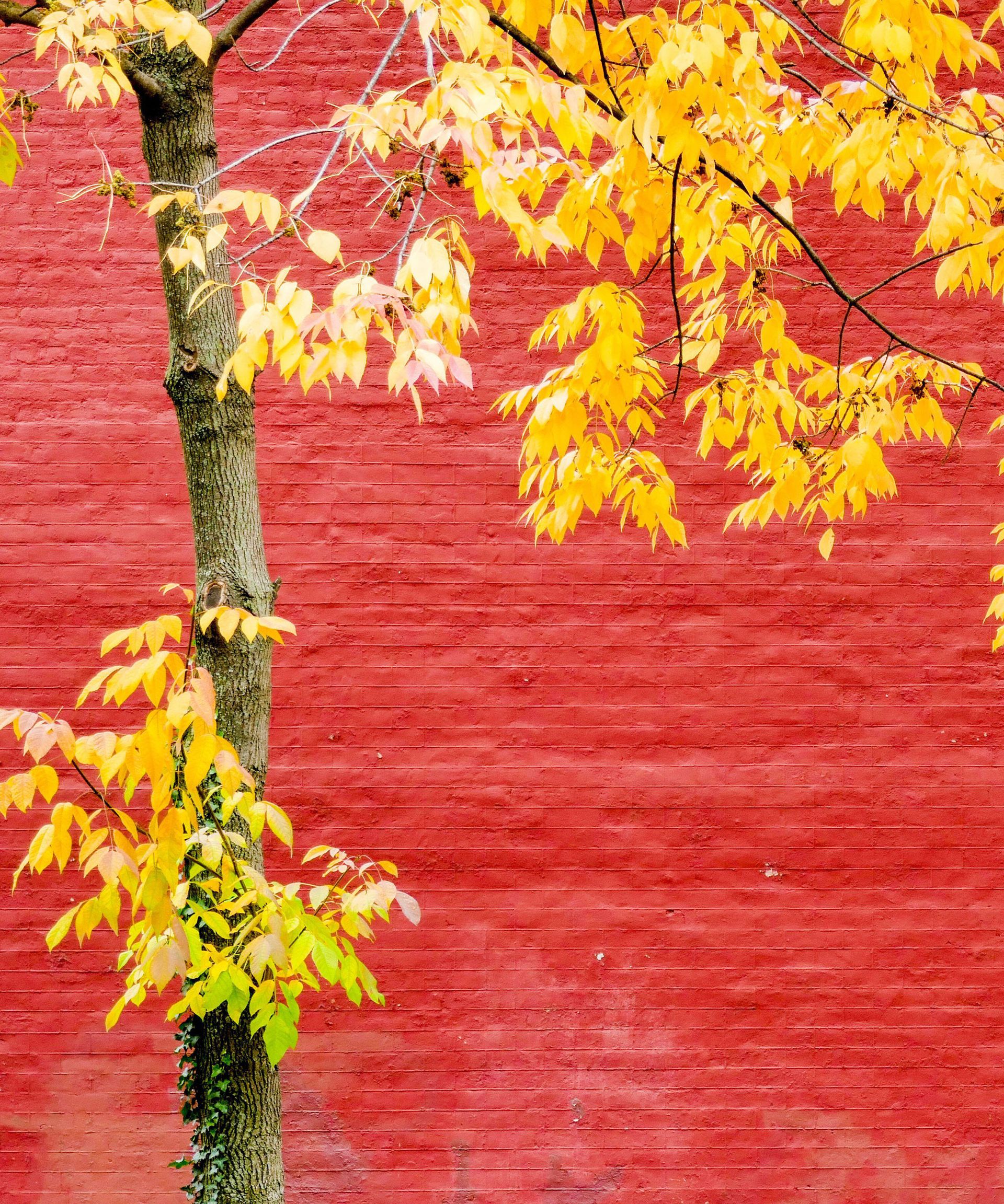 What's your birth month tree? All 13 explained | Homes and Gardens