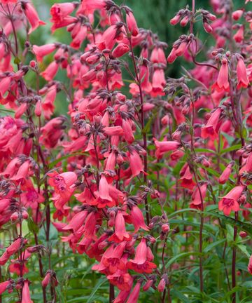 16 beautiful penstemon varieties for your planting scheme | Gardeningetc